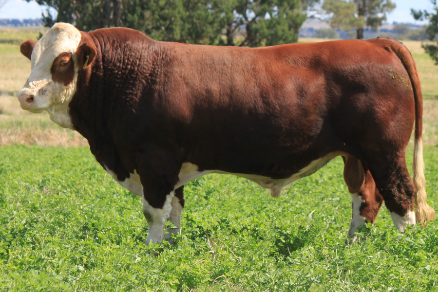 Lot 64 - Tennysonvale Squiz (S) | AuctionsPlus