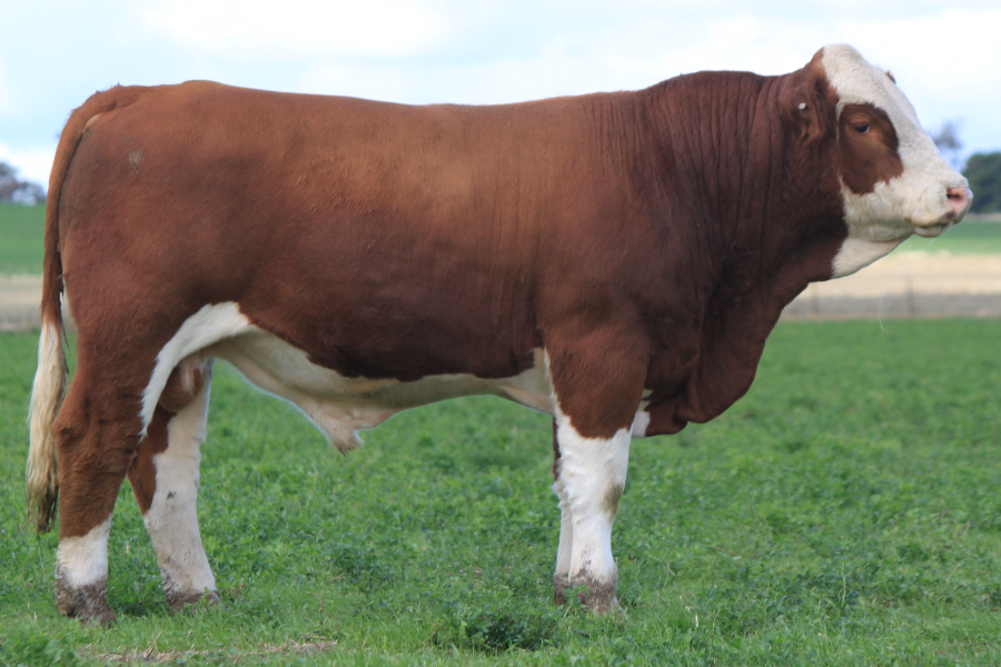 Lot 66 - Tennysonvale Snazzy (S) | AuctionsPlus
