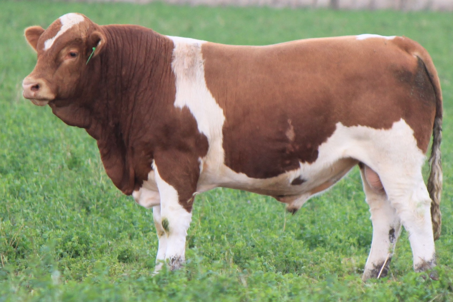 Lot 76 - Tennysonvale Setta (S) | AuctionsPlus