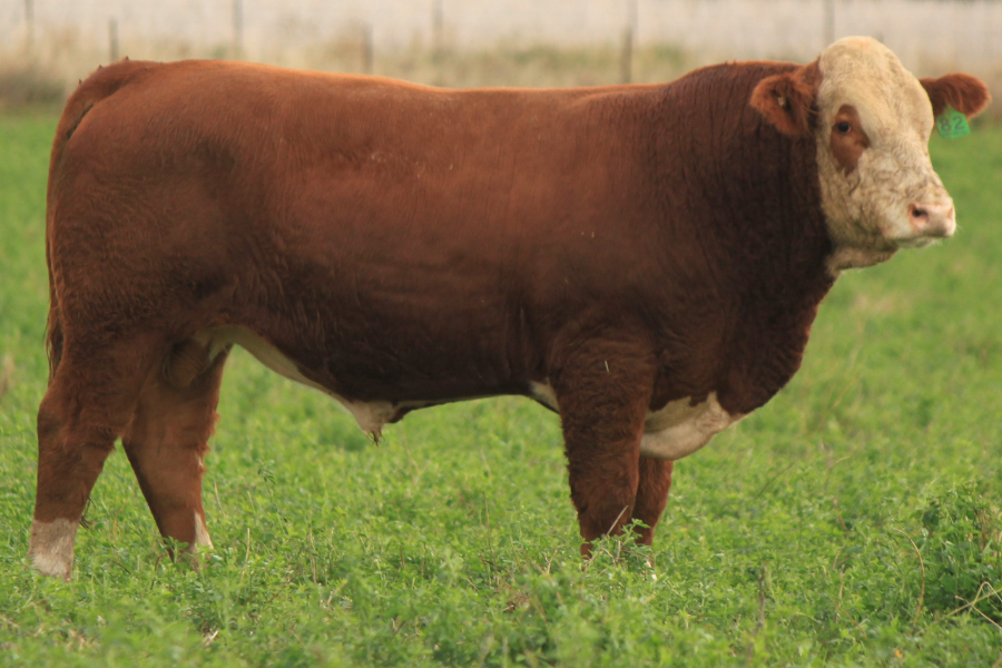 Lot 82 - Tennysonvale Stalwart (PP) | AuctionsPlus