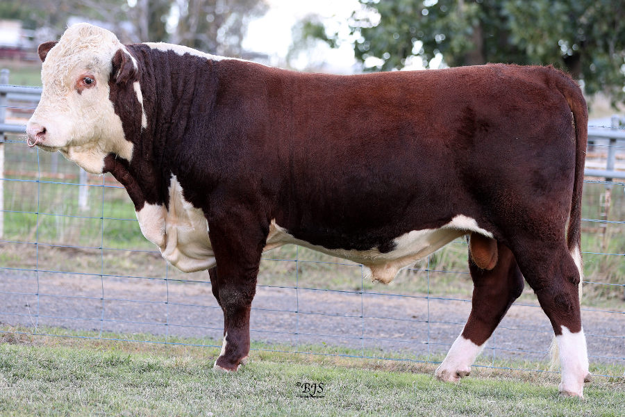 Lot 115 - BEGGAN HILL SHOUT-OUT (H) | AuctionsPlus