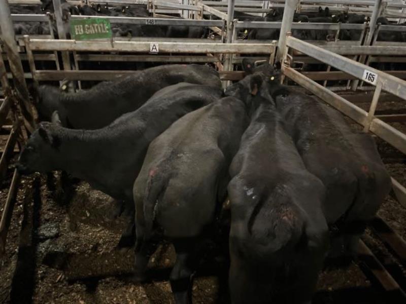 Pen 165A-N - 6 Angus X Angus Grown Heifers 473.30kg (Total weight ...