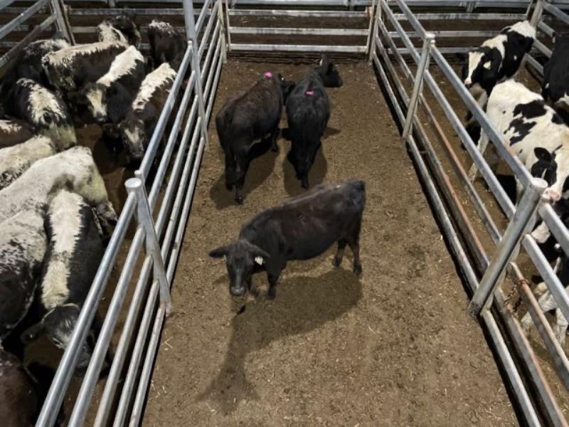 Pen 330-N - 1 Angus Weaner Heifers 240kg (Total weight: 240kg ...