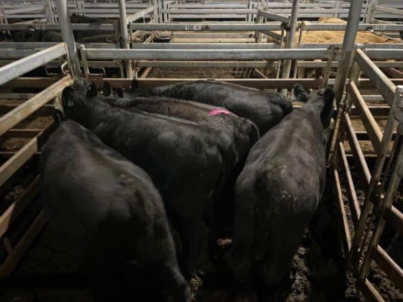 Pen 177-N - 4 Angus Weaner Heifers 400kg (Total weight: 1600kg ...