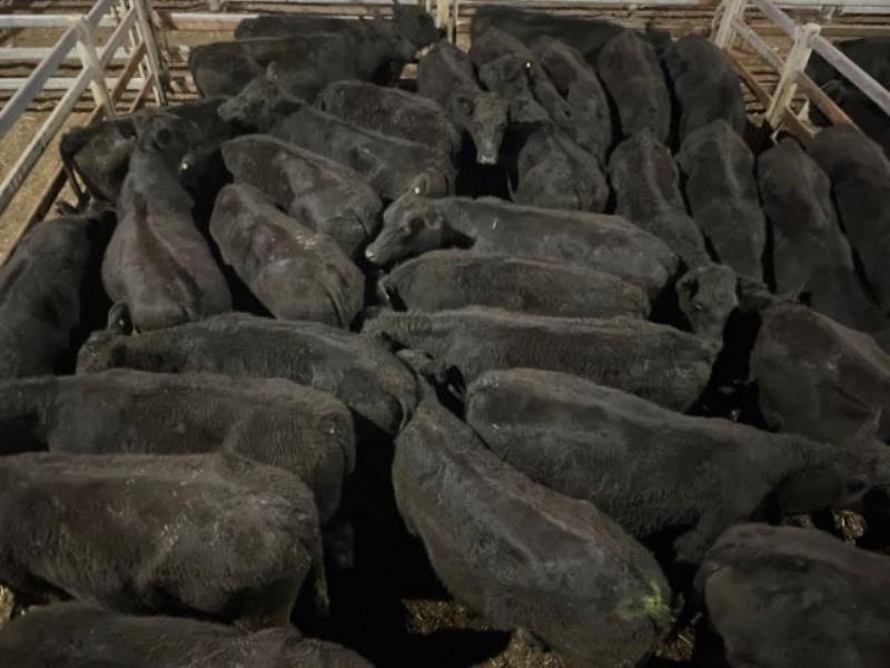 Pen 407-N - 33 Angus Grown Steers 382.90kg (Total weight: 12635kg ...
