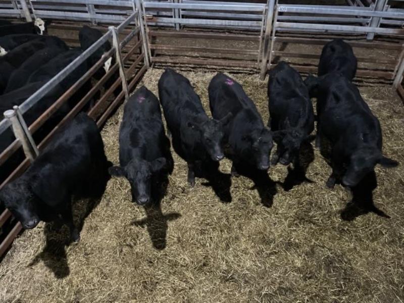 Pen 409-N - 5 Angus Grown Steers 440kg (Total weight: 2200kg ...
