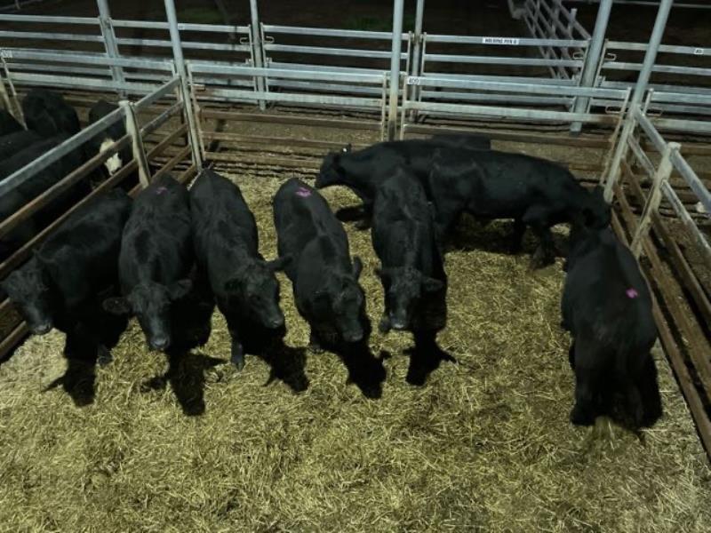 Pen 409-L - 3 Angus Grown Steers 465kg (Total weight: 1395kg ...