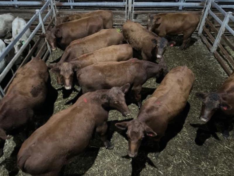 Pen 412-N - 13 Red Angus Grown Steers 559.20kg (Total weight: 7270kg ...