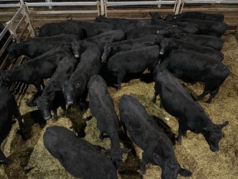 Pen 917-N - 22 Angus X Angus Grown Steers 453.60kg (Total weight ...