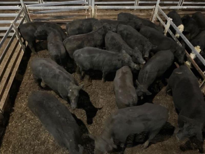 Pen 919-N - 16 Angus Grown Steers 506.30kg (Total weight: 8100kg ...
