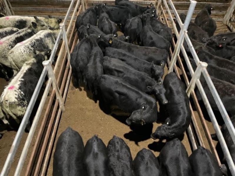 Pen 315-N - 21 Angus X Angus Weaner Heifers 252.60kg (Total weight ...