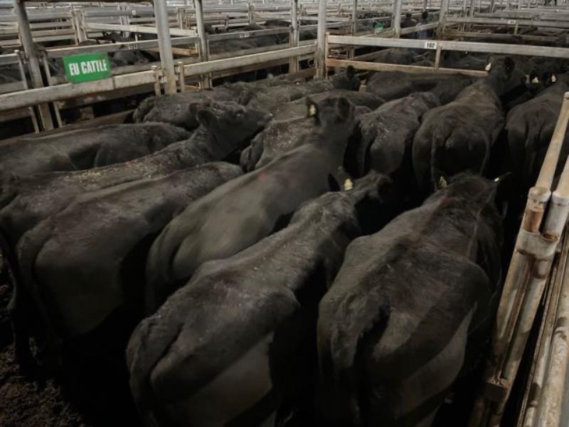 Pen 162-N - 14 Angus X Angus Grown Heifers 436.40kg (Total weight ...