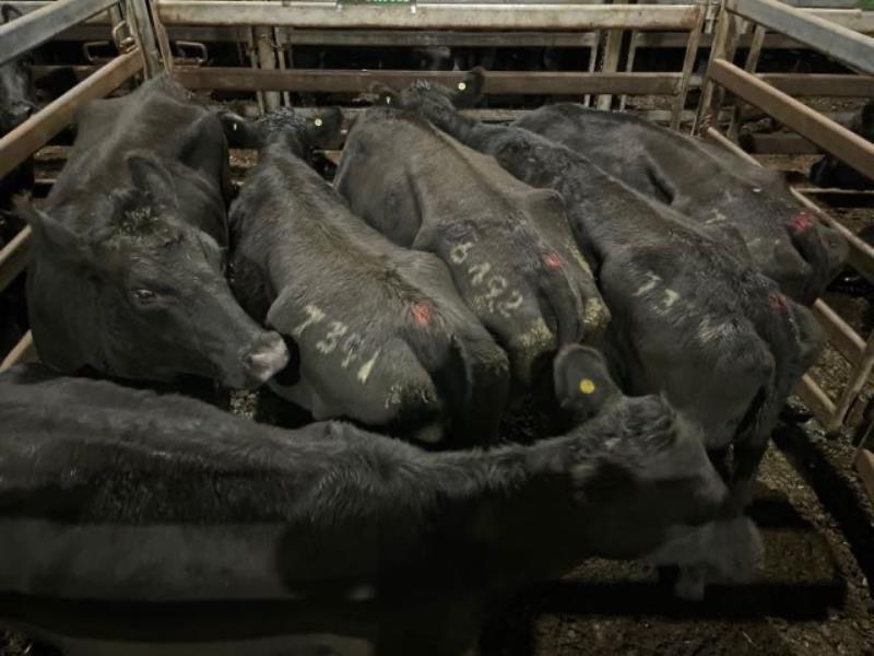 Pen 165-N - 6 Angus X Angus Grown Heifers 445.80kg (Total weight ...