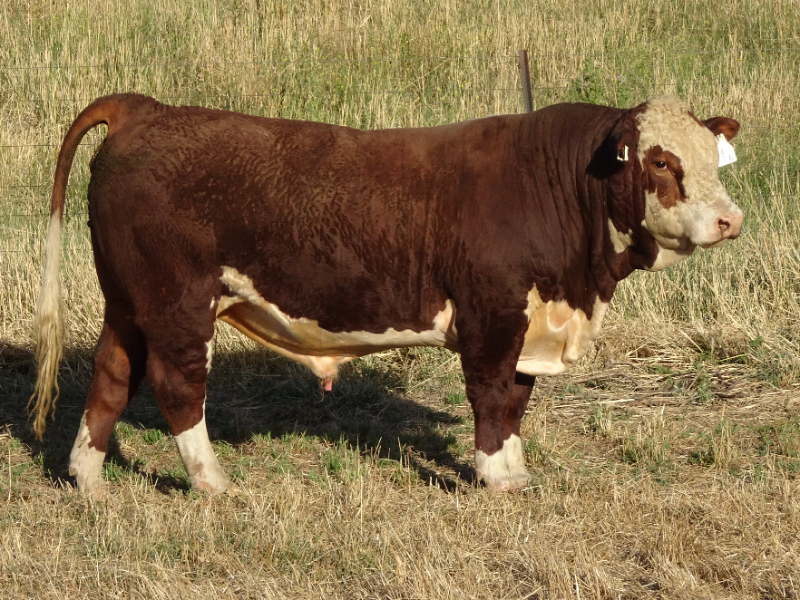 Lot 13 - STANFORD STETSON S086 (AI) (PP) | AuctionsPlus
