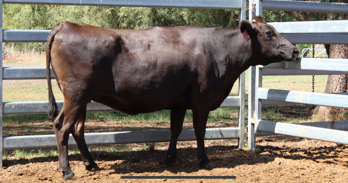 Lot 27 - KURO KIN HIKOHIME L89 (AI) | AuctionsPlus