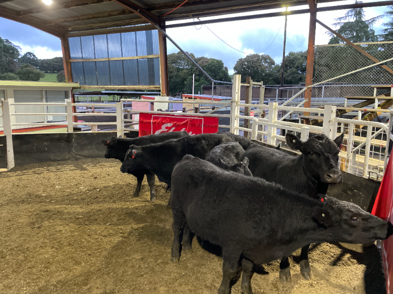 Lot 30 - 6 Angus Steers 330kg (Total 1980kg) | AuctionsPlus