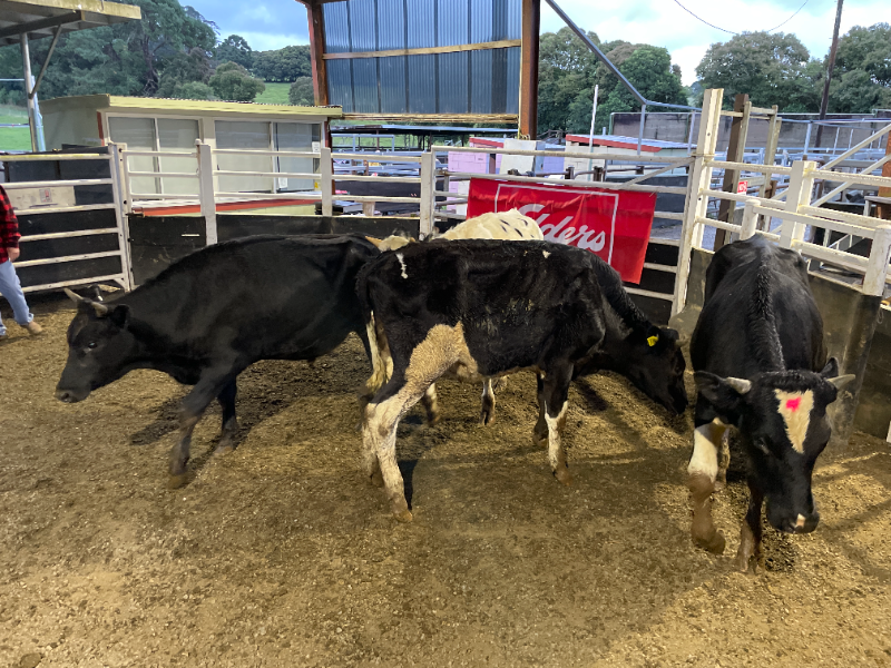 Lot 34 - 4 Friesian (Holstein) Cross Steers 366kg (Total 1465kg ...