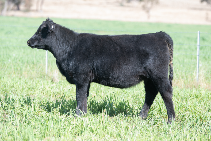 Lot 18A - FIG TREE PARK DORIS T67 | AuctionsPlus