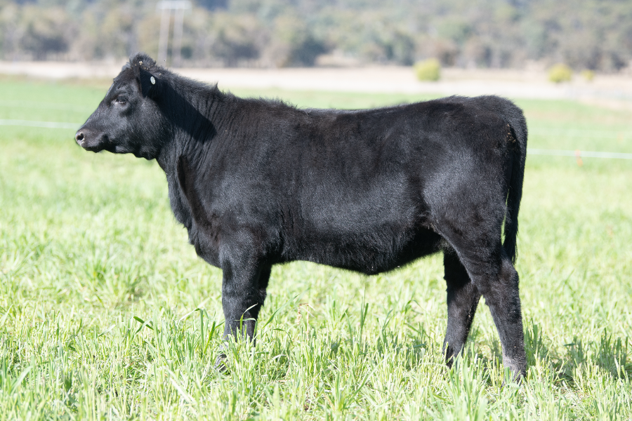 Lot 46 - FIG TREE PARK DORIS T132 | AuctionsPlus