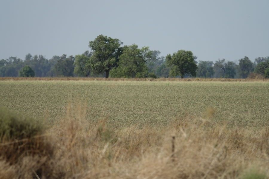 Lot 3 - Back Tenandra | AuctionsPlus