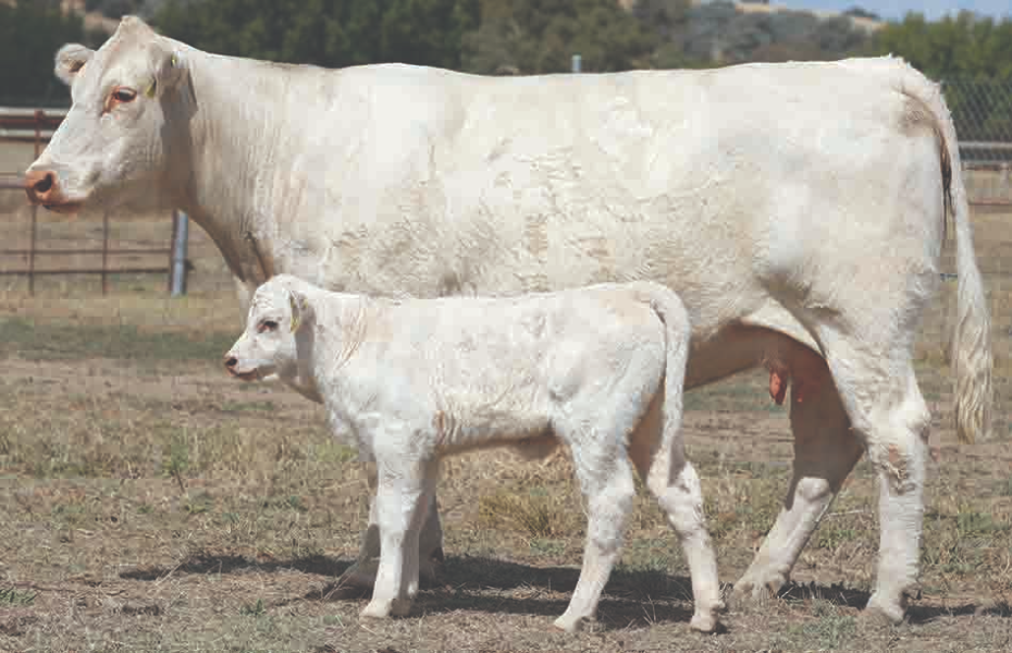 Lot 22 - Clarinda Geddes Maid P14E (P) | AuctionsPlus