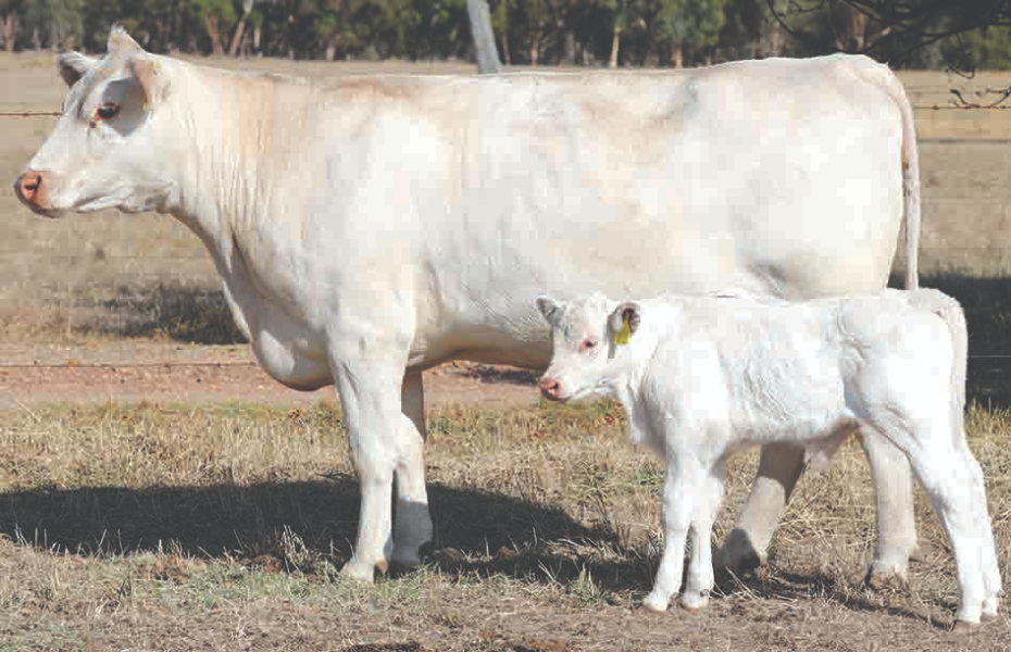Lot 25 - Clarinda Forfront Maid R9E (P) | AuctionsPlus