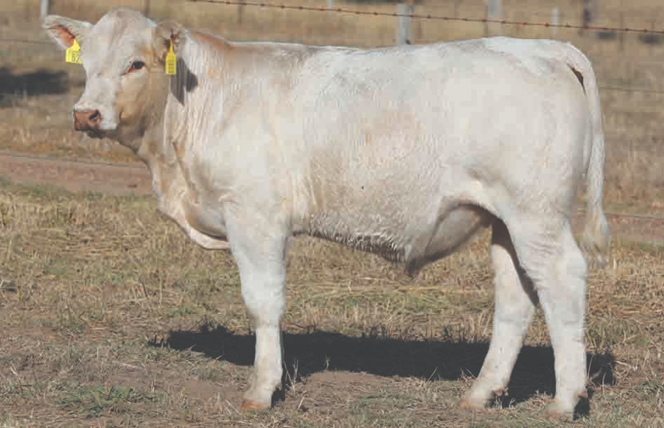 Lot 52 - Clarinda Duty Free T32E (PP) | AuctionsPlus