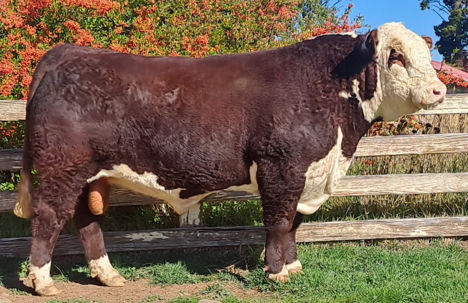 Lot 129 - GUNYAH JUNEE S188 (PP) | AuctionsPlus