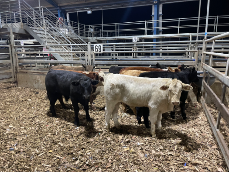 Pen 69-N - 8 X Breed Steers 212.5kg (Total 1700kg) | AuctionsPlus