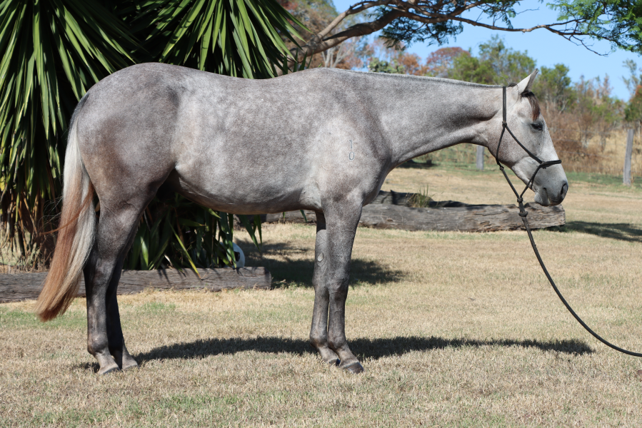 Lot 275 - KIMLIN NINJAGO | AuctionsPlus