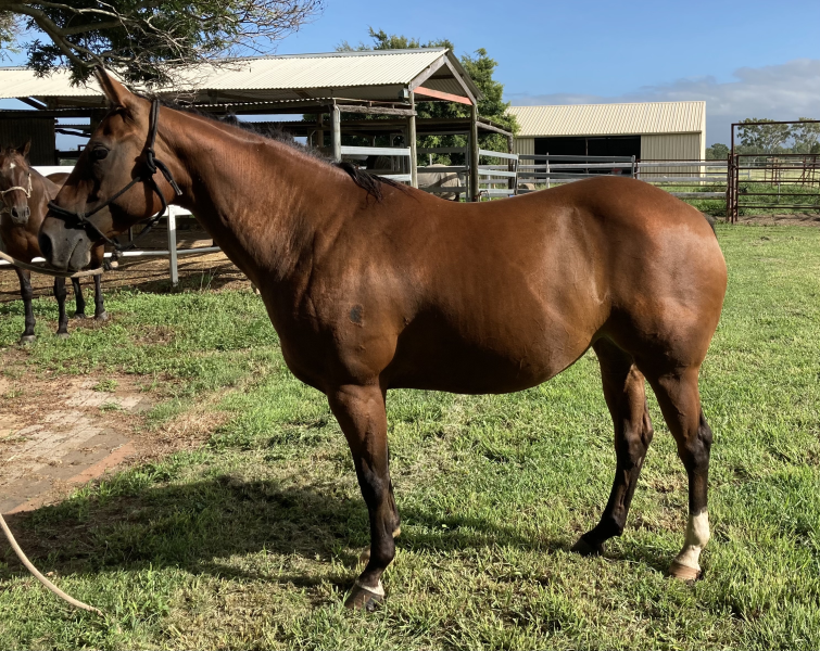 Lot 402 - CAT A PEP | AuctionsPlus