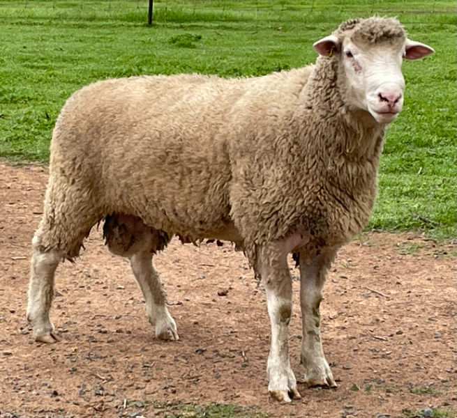 Lot 9A - Poll Dorset Ram | AuctionsPlus