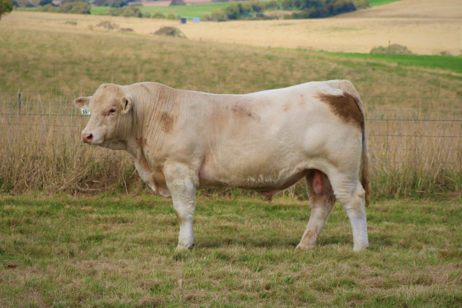 Lot 31 - ROSEDALE SYLVESTER (AI) (P) | AuctionsPlus