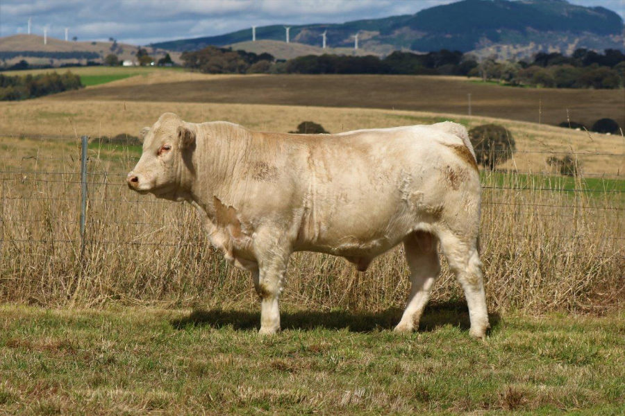 Lot 34 - ROSEDALE SHAKEUP (P) | AuctionsPlus
