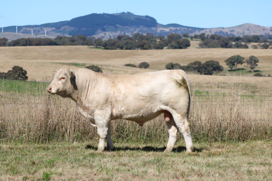 Lot 40 - ROSEDALE SNOWBALL (P) | AuctionsPlus