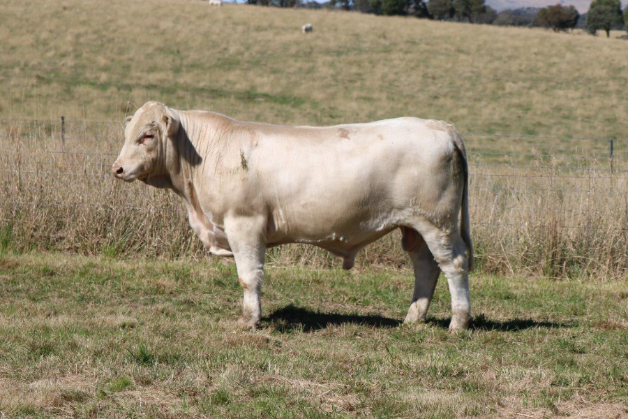 Lot 51 - ROSEDALE SHOWCASE (P) | AuctionsPlus