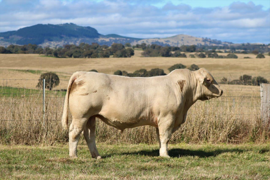 Lot 2 - ROSEDALE STATESMAN (P) | AuctionsPlus