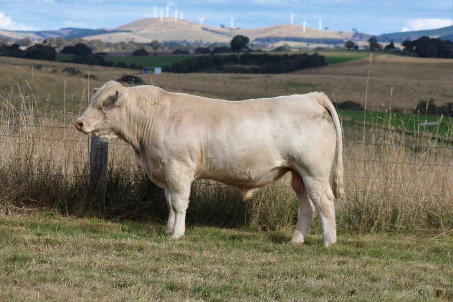 Lot 14 - ROSEDALE SOUND PROOF (P) | AuctionsPlus
