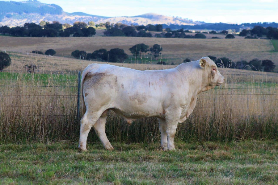 Lot 19 - ROSEDALE STAKEOUT (P) | AuctionsPlus