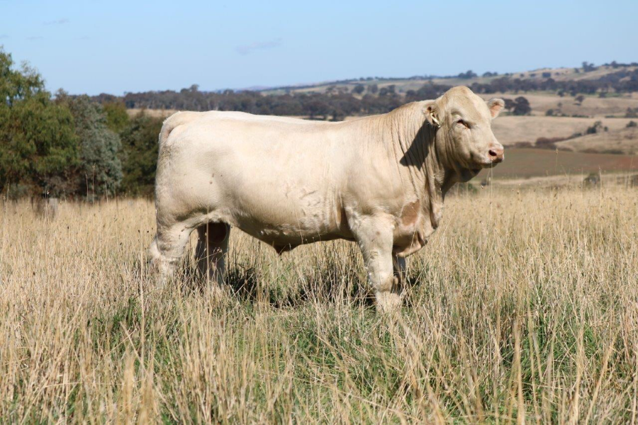 Lot 25 - ROSEDALE SHOOTER (P) | AuctionsPlus
