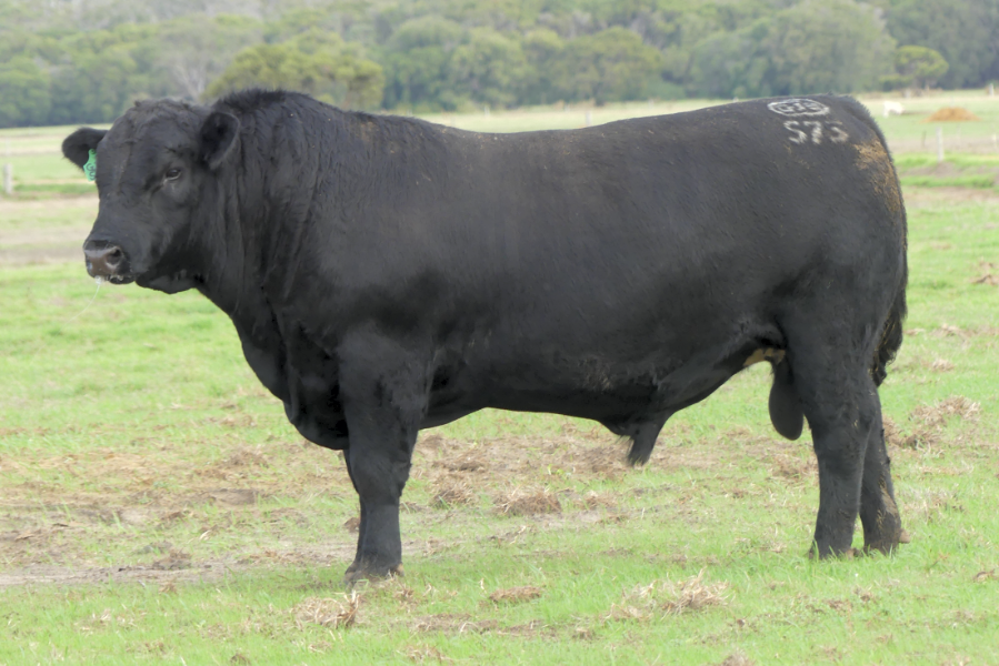 MONTEREY WINTER BULL SALE - Auction 850 | AuctionsPlus
