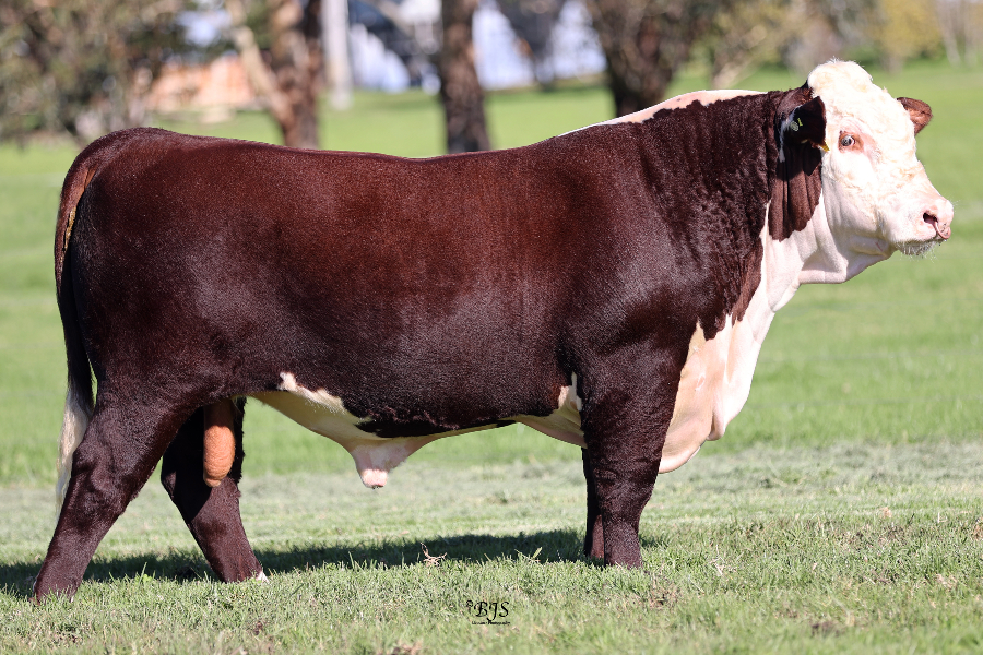 Lot 52 - MAWARRA KINGCADE S291 (AI) (H) | AuctionsPlus