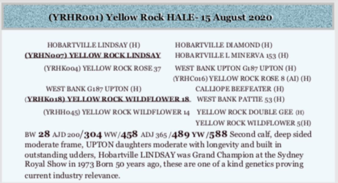 (YRHR001) YELLOW ROCK HALE | AuctionsPlus