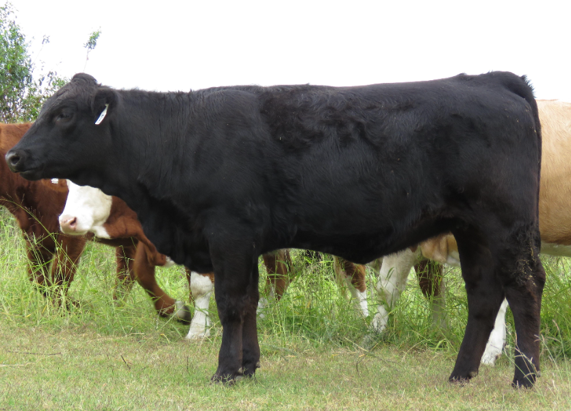 LOT 27 - SABREEN (PP) (AI) (ET) PTRPS100 | AuctionsPlus