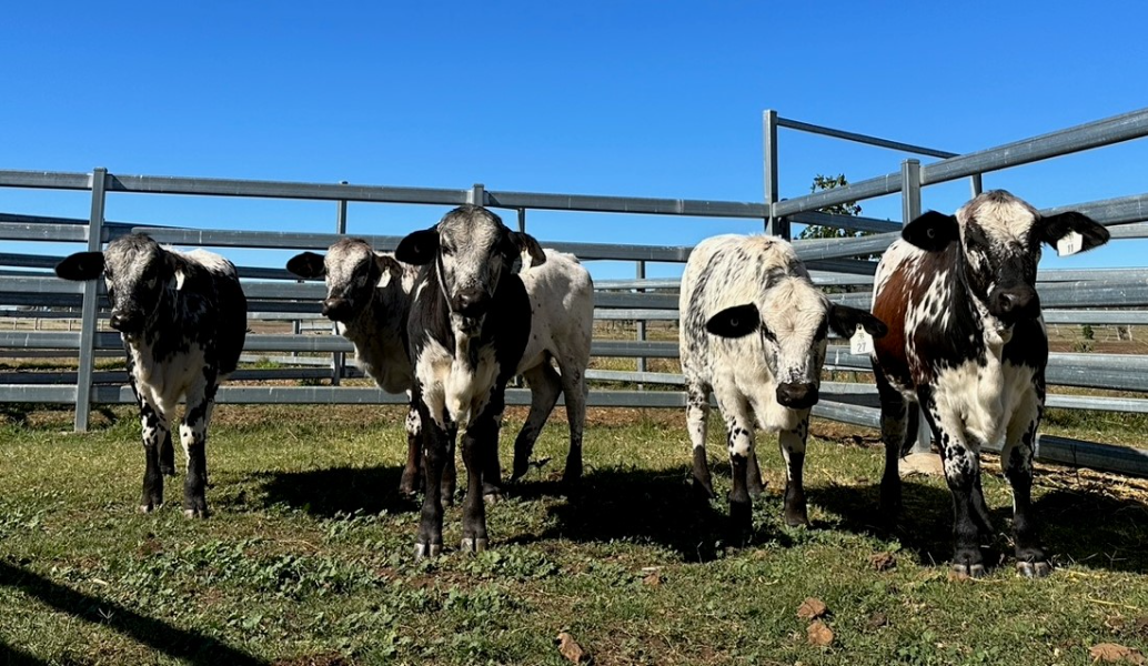 Lot 47 - 5 x F1 SPECKLE PARK X BRAHMAN HEIFERS | AuctionsPlus