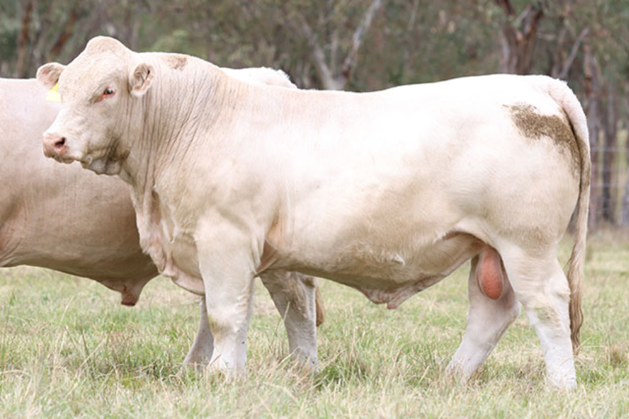 Lot 18 - PALGROVE SANDSTONE (P) SV | AuctionsPlus