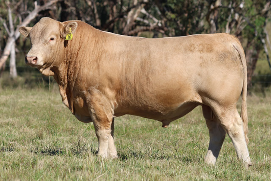 Lot 36 - PALGROVE STRIKE FORCE (P) R/F SV | AuctionsPlus