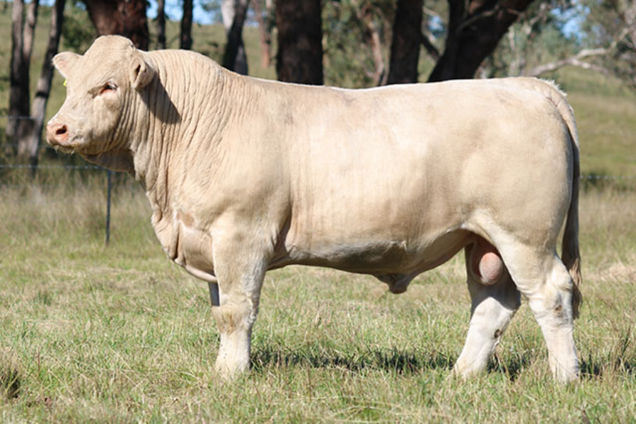 Lot 37 - PALGROVE SLINGSHOT SV | AuctionsPlus