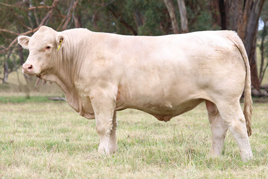 Lot 3 - PALGROVE SCULPTOR (P) PV | AuctionsPlus