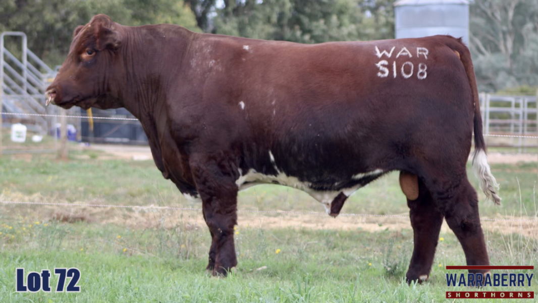 Lot 72 - WARRABERRY SURE FIRE S108 | AuctionsPlus